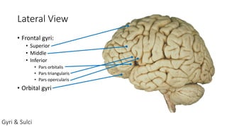 Lab 1 intro brain anatomy presentation.pdf