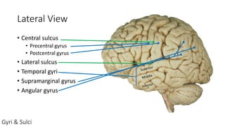 Lab 1 intro brain anatomy presentation.pdf