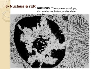 Lab 1st year cytology | PPT