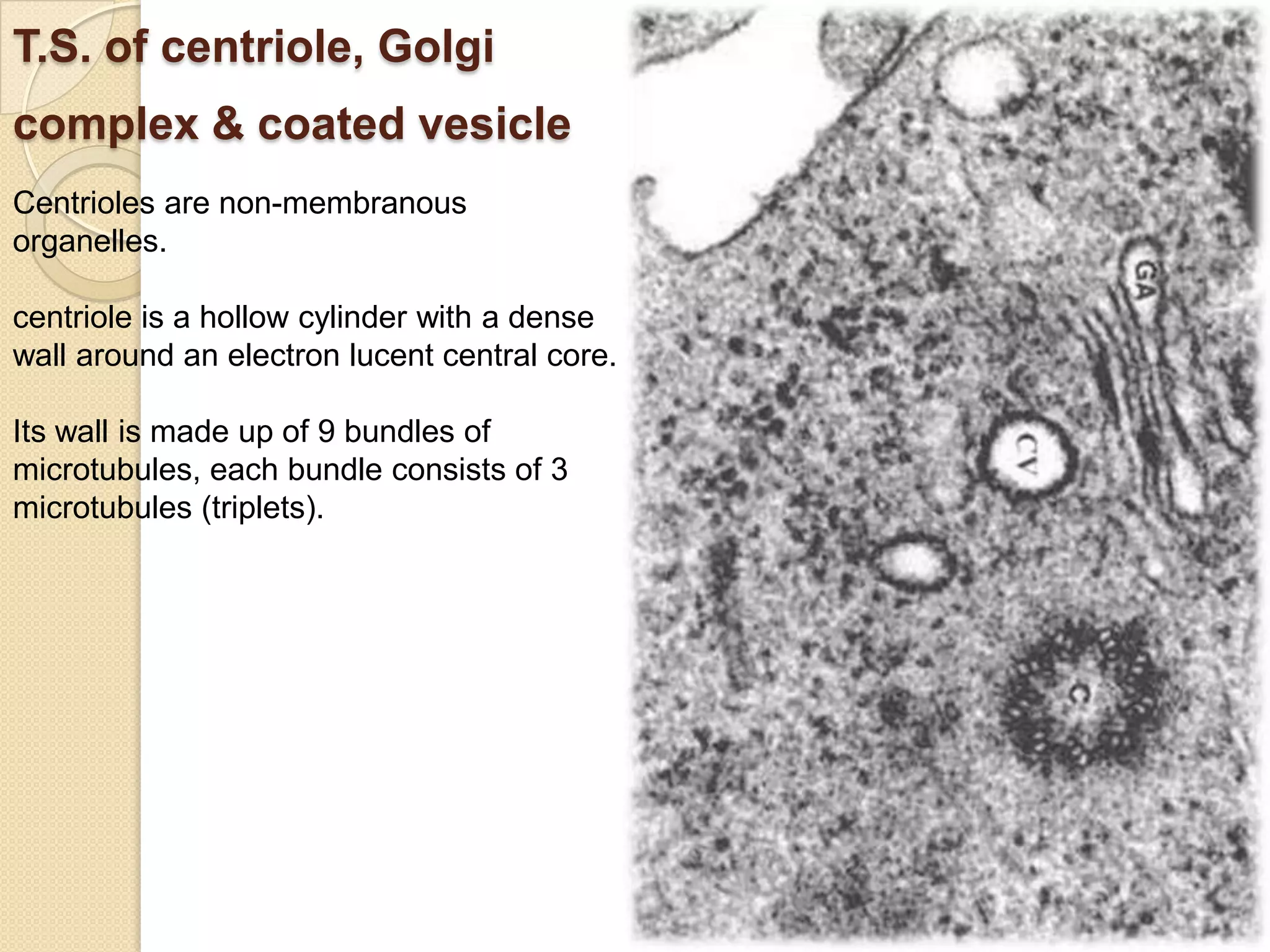 Lab 1st year cytology | PPTX