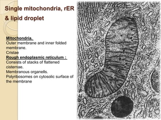 Lab 1st year cytology | PPTX