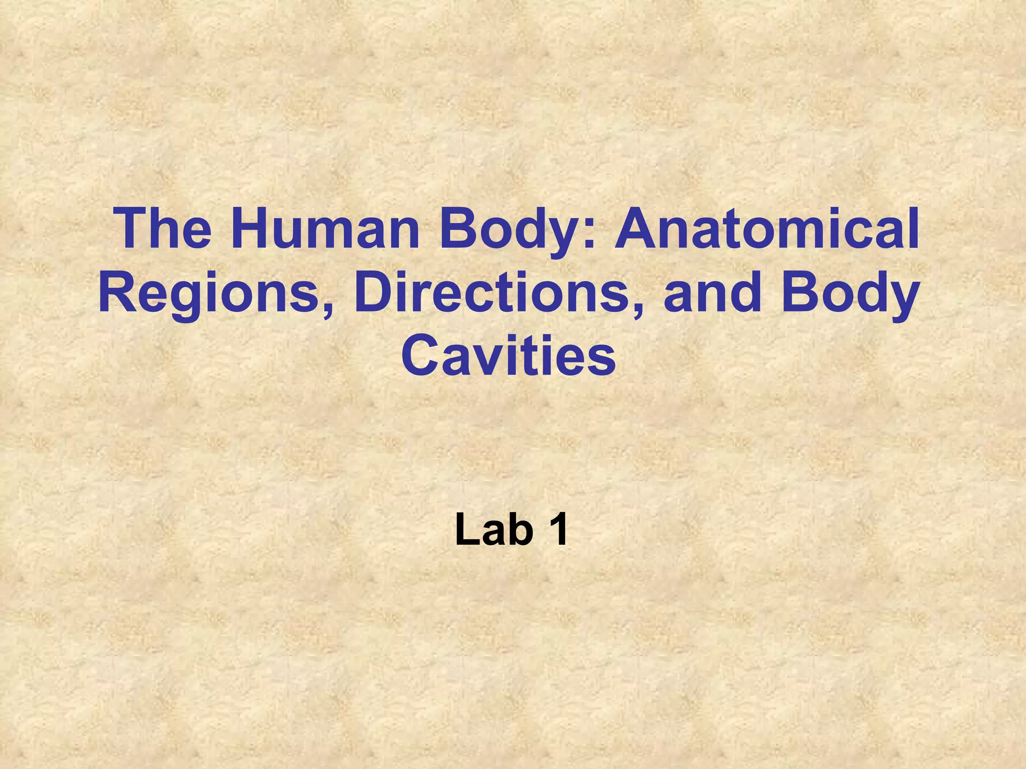 Lab 1 the human body | PPT