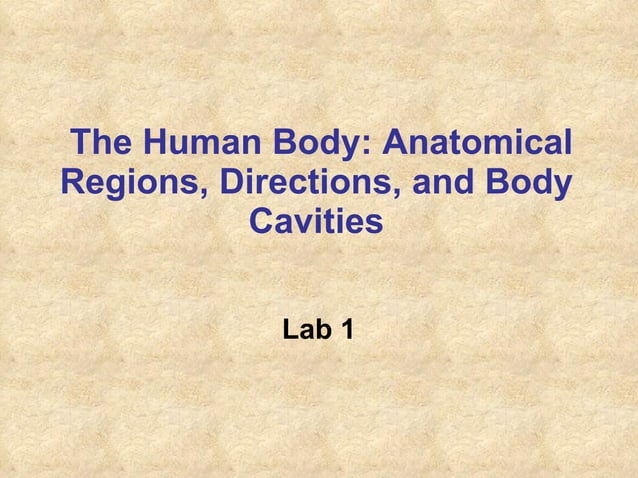 Lab 1 the human body | PPT | Biological Sciences | Science