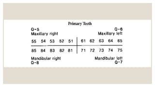 lab 1 tooth numbering system, designes and method | PPTX