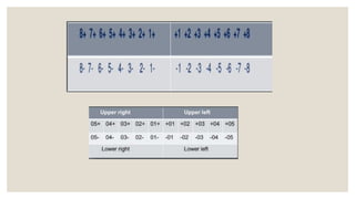 lab 1 tooth numbering system, designes and method | PPTX