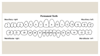 lab 1 tooth numbering system, designes and method | PPTX