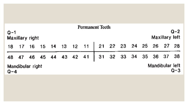 lab 1 tooth numbering system, designes and method | PPTX