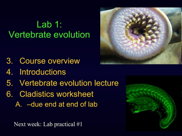 Lab 1 Vertebrate Evolution | PPT