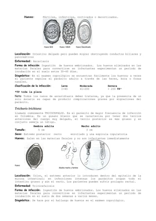Guia de Ascaris y Tricocefalos | DOC