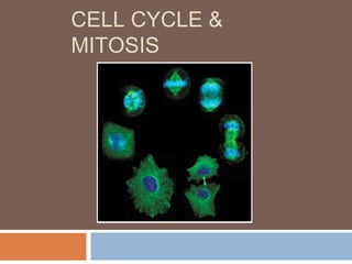 Cell Cycle & Mitosis!!! | PPT