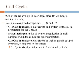 Cell Cycle & Mitosis!!! | PPT