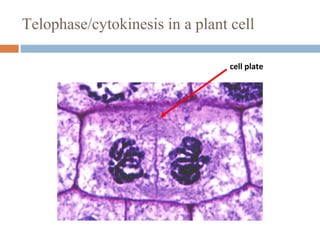 Cell Cycle & Mitosis!!! | PPT