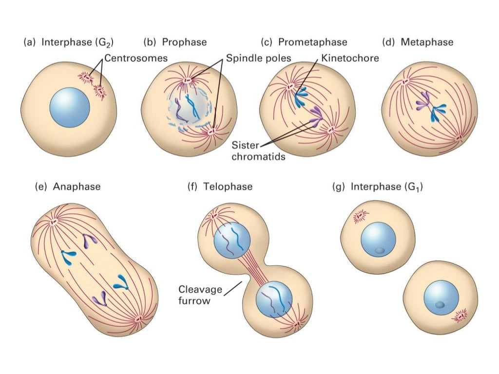Cell Cycle & Mitosis!!!