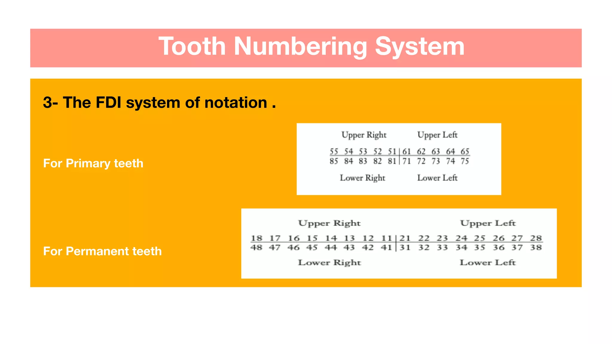 Dental Anatomy | Lab 2 | PDF