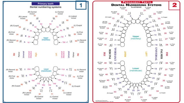 Dental Anatomy | Lab 2 | PDF