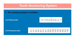 Dental Anatomy | Lab 2 | PPT