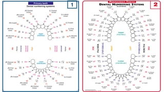 Dental Anatomy | Lab 2 | PPT