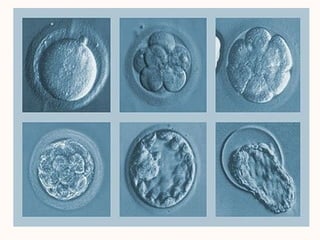 first and second week of development of embrylogy | PPT