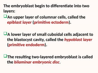 first and second week of development of embrylogy | PPT