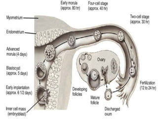 first and second week of development of embrylogy | PPT