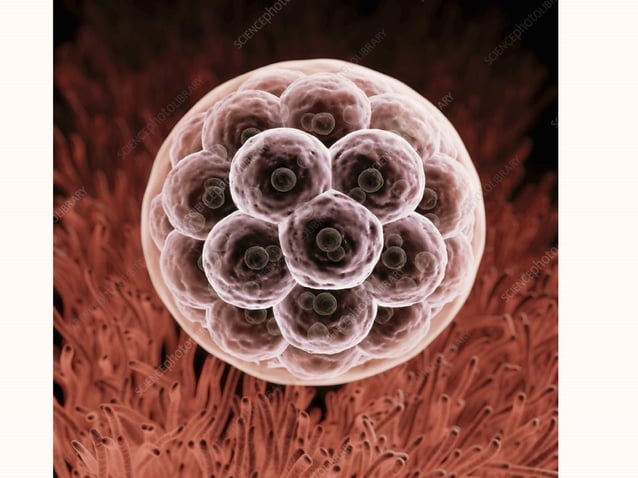 first and second week of development of embrylogy | PPT | Free Download