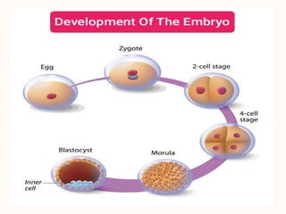 first and second week of development of embrylogy | PPT