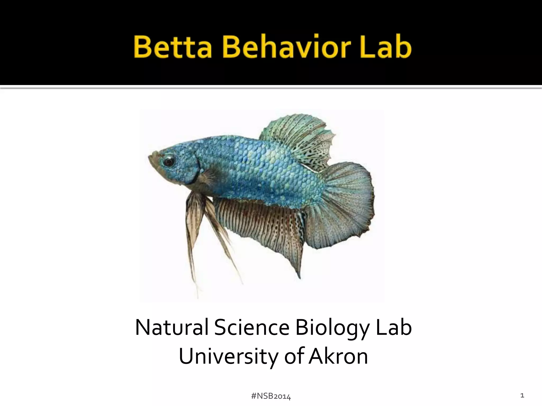 Lab 2 animal behavior bettas fall 2014 | PPTX