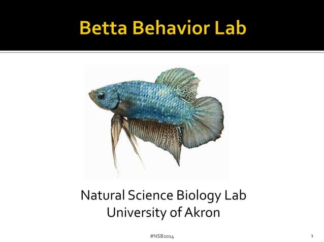 Lab 2 animal behavior bettas fall 2014 | PPT