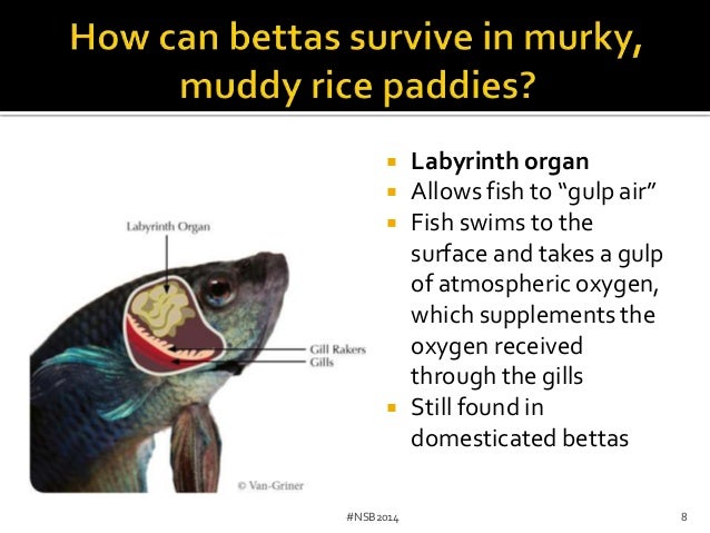 Lab 2 animal behavior bettas fall 2014