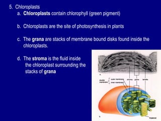 Lab 2 cell structure and microscopy | PPT