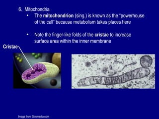 Lab 2 Cell Structure And Microscopy Ppt