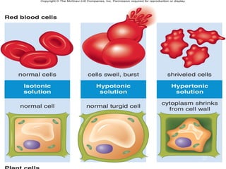 Lab 2 cell structure and microscopy | PPT