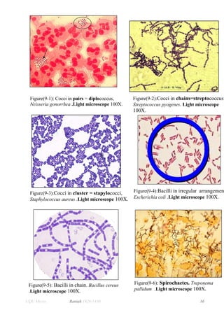 Spirillum 100x Objective