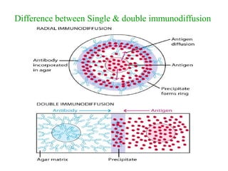 lab 20 - serological immunoassay medical students | PPTX