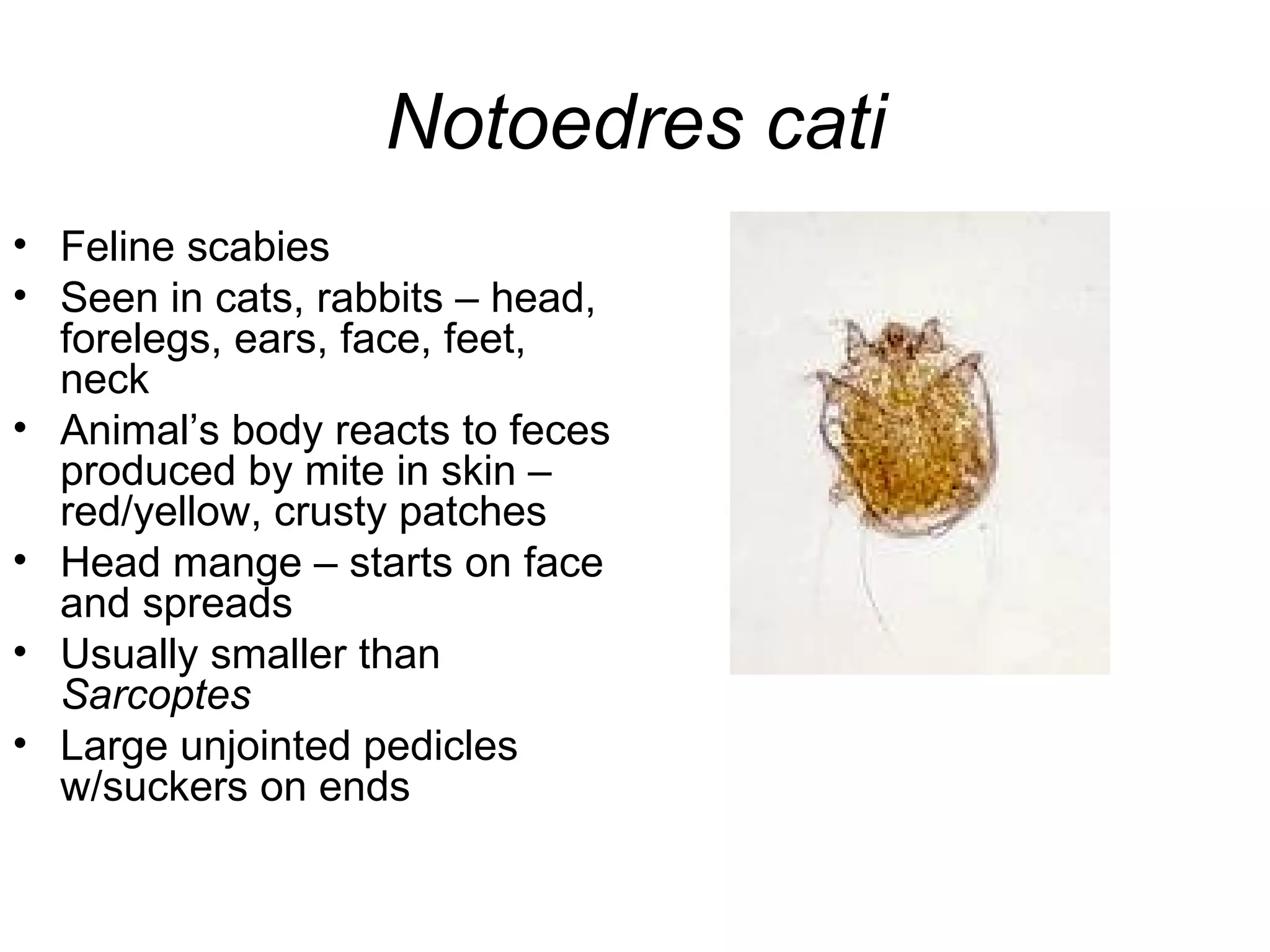 parasitology lab notes | PPT