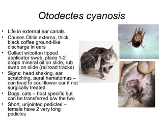 parasitology lab notes | PPT
