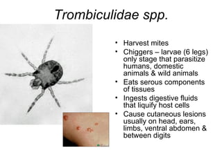 parasitology lab notes | PPT