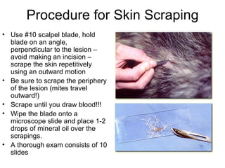 parasitology lab notes | PPT