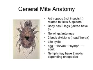 parasitology lab notes | PPT