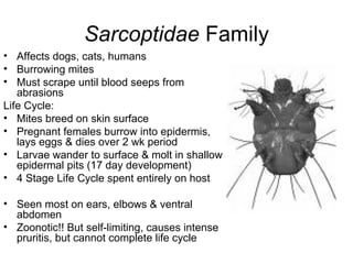 parasitology lab notes | PPT