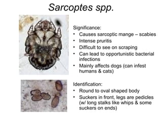 parasitology lab notes | PPT