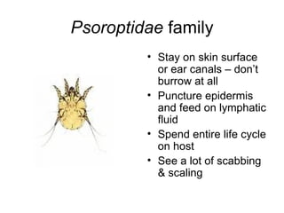 parasitology lab notes | PPT