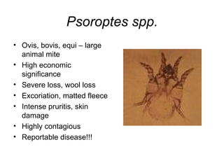 parasitology lab notes | PPT