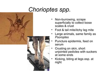 parasitology lab notes | PPT