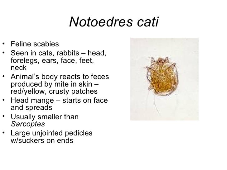 parasitology lab notes