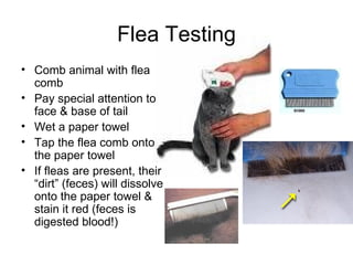 parasitology lab notes | PPT