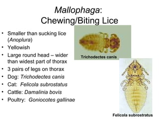 parasitology lab notes | PPT