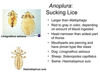 parasitology lab notes | PPT