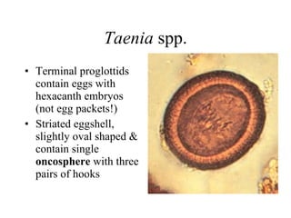 parasitology lab notes | PPT