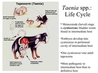parasitology lab notes | PPT
